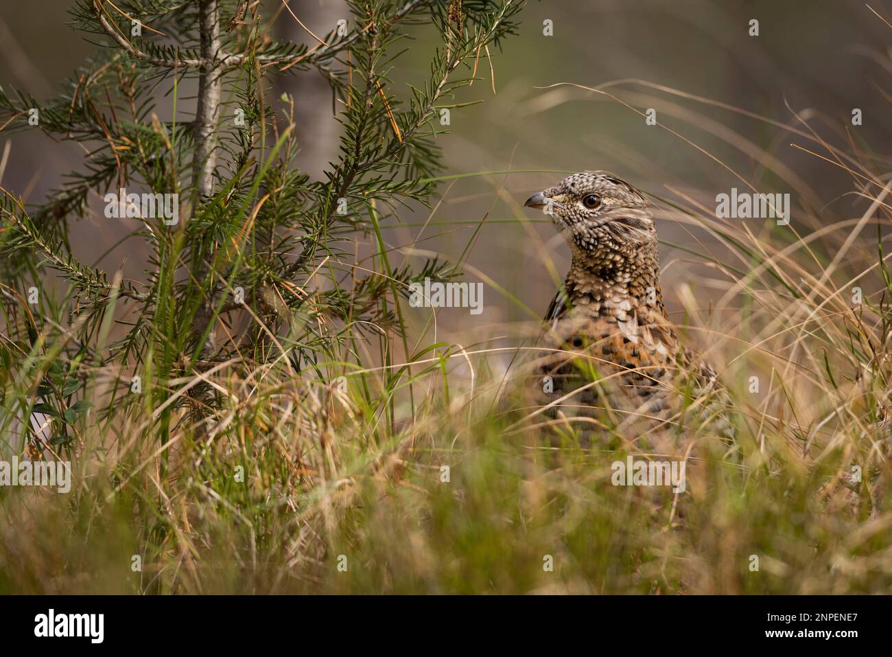 Forest pennsylvania animal hi-res stock photography and images - Alamy