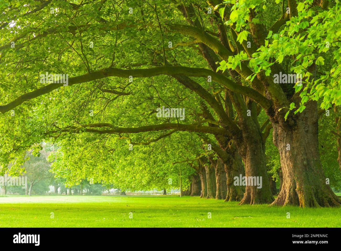 Spring morning on Jesus Green in Cambridge Stock Photo - Alamy