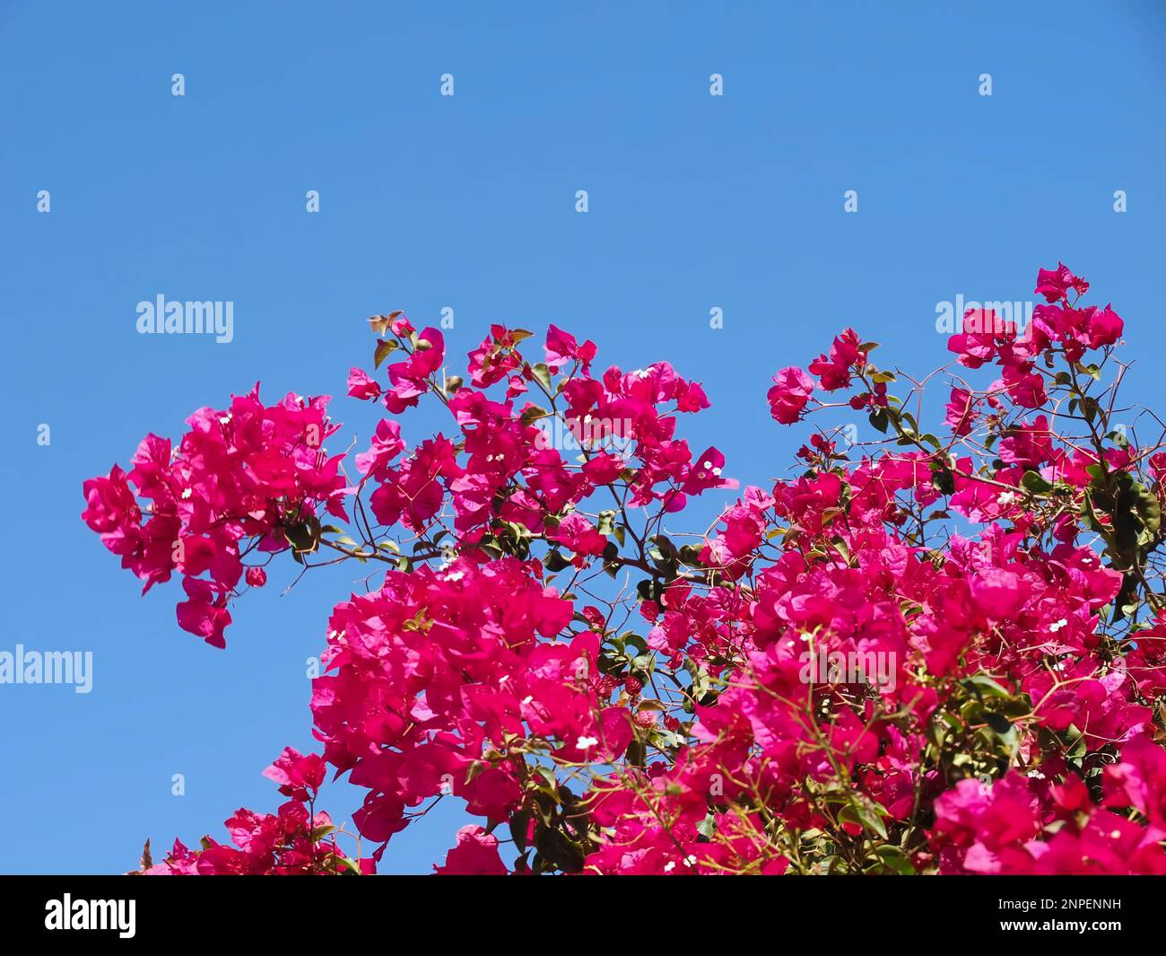 Pink bougainvillea or triple flower Stock Photo - Alamy