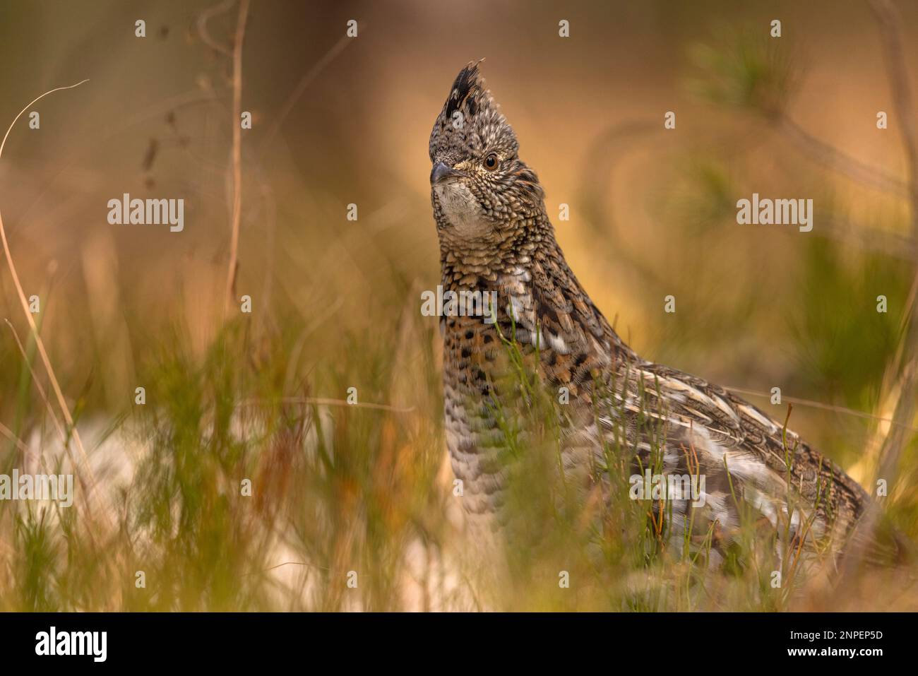 Pennsylvania fauna hi-res stock photography and images - Alamy