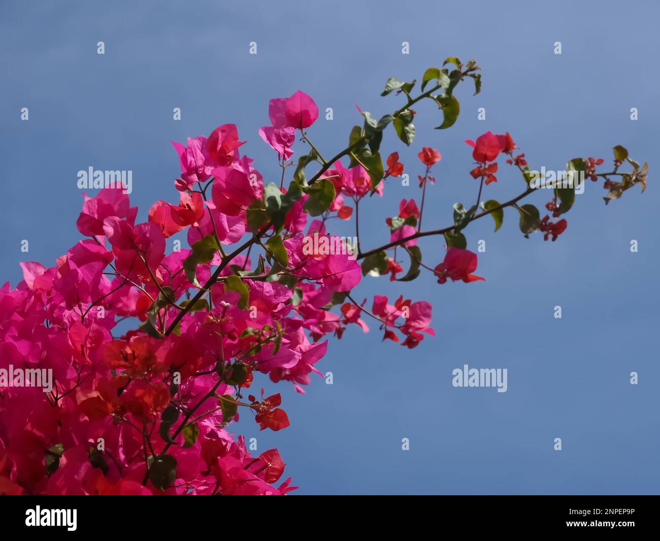 Pink bougainvillea or triple flower Stock Photo - Alamy
