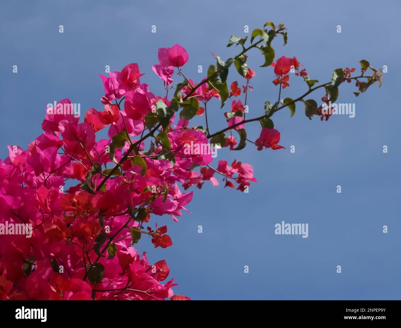 Triple flower hi-res stock photography and images - Alamy
