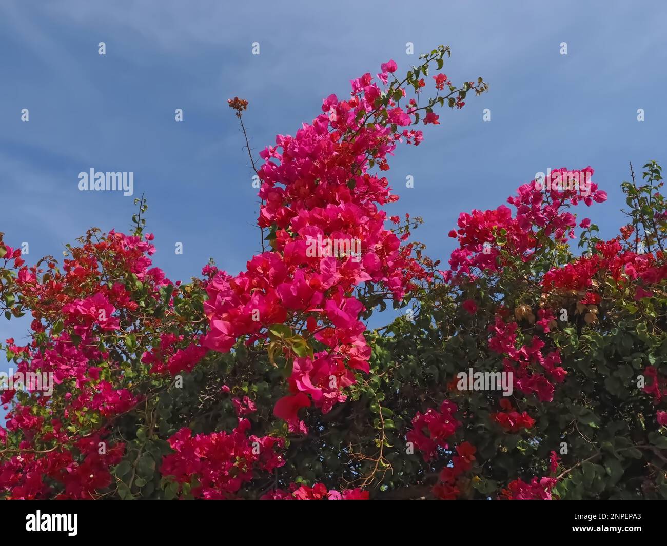 Pink bougainvillea or triple flower Stock Photo - Alamy