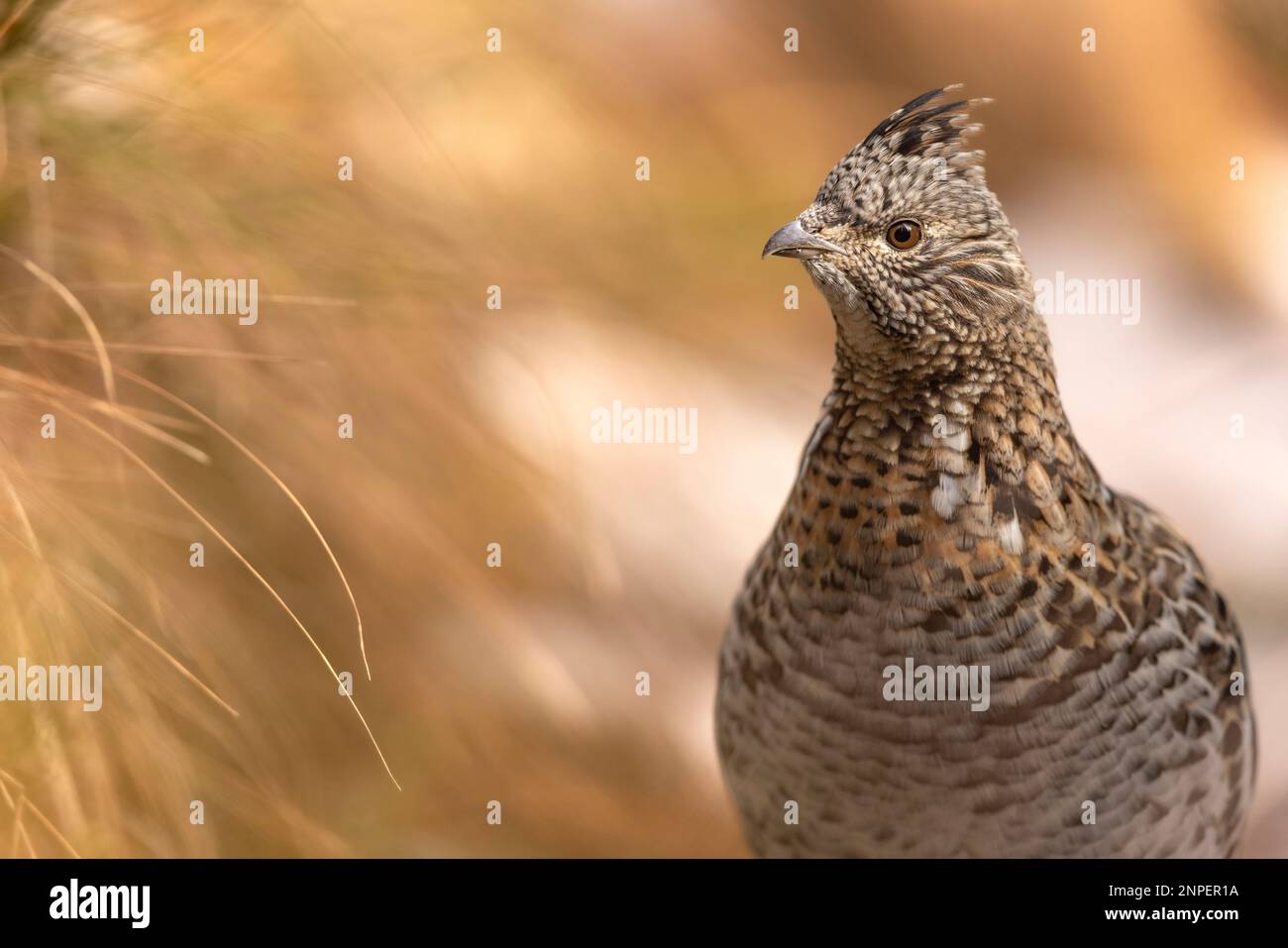 Ruffed Grouse in the forest undergrowth Stock Photo - Alamy