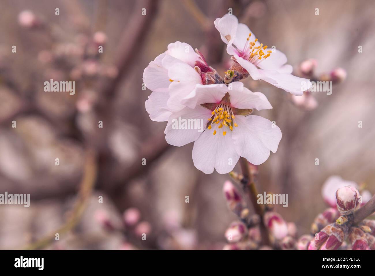 Almond tree branch flowers hi-res stock photography and images - Alamy