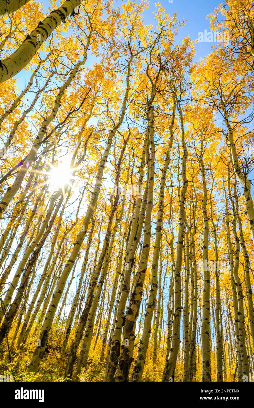The sun shines through the aspens Monday, Sept. 21, 2020 in Edwards ...