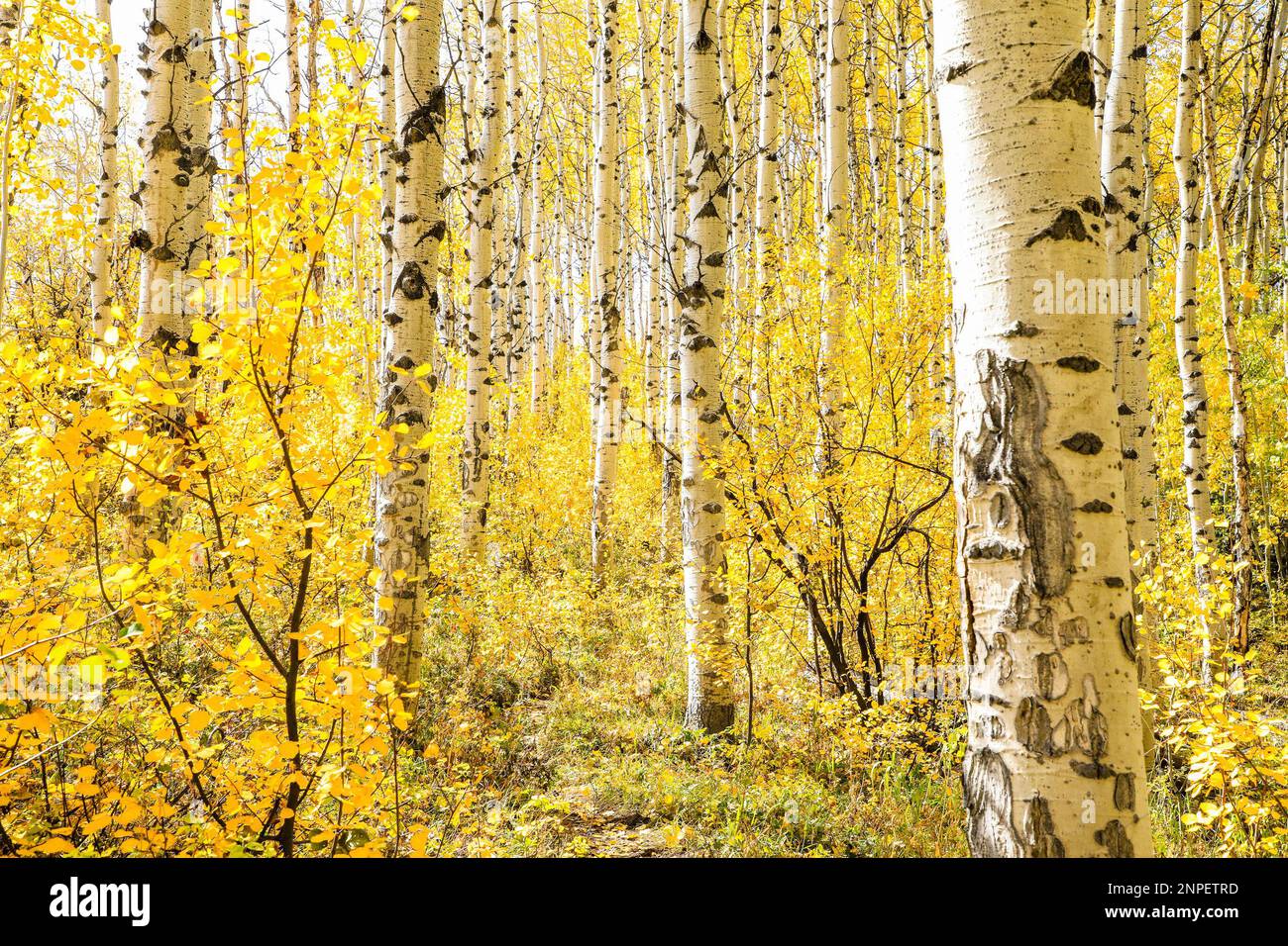 Layers of color emerge, Monday, Sept. 21, 2020 in Edwards, Colo. The ...