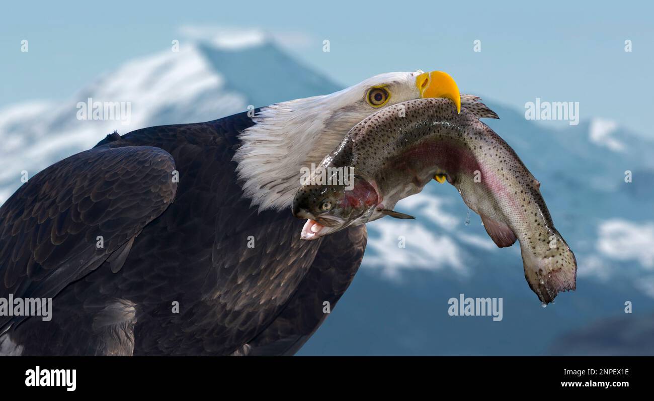 The bald eagle (lat. Haliaéetus leucocéphalus) is a bird of prey from ...