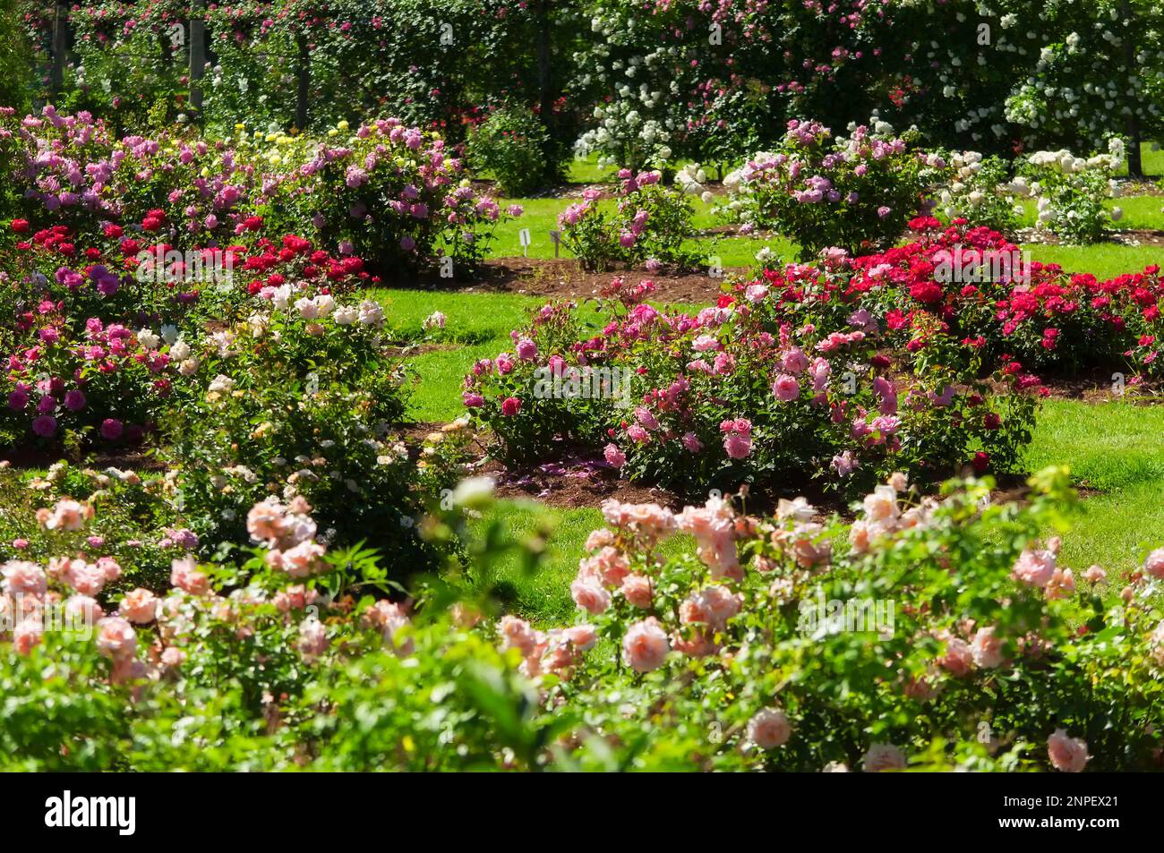 a variety of colored roses blooming at elizabeth park in west hartford ...