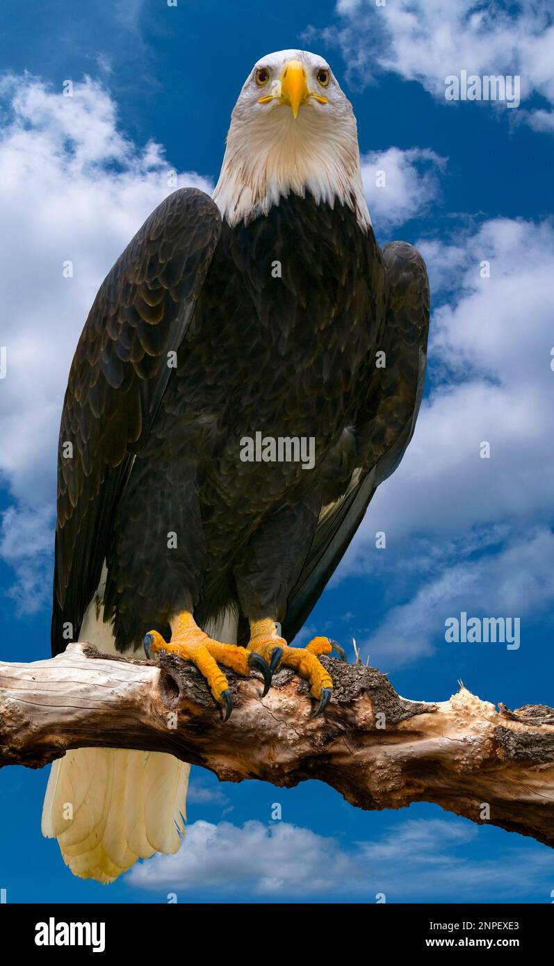 The bald eagle (lat. Haliaéetus leucocéphalus) is a bird of prey from ...