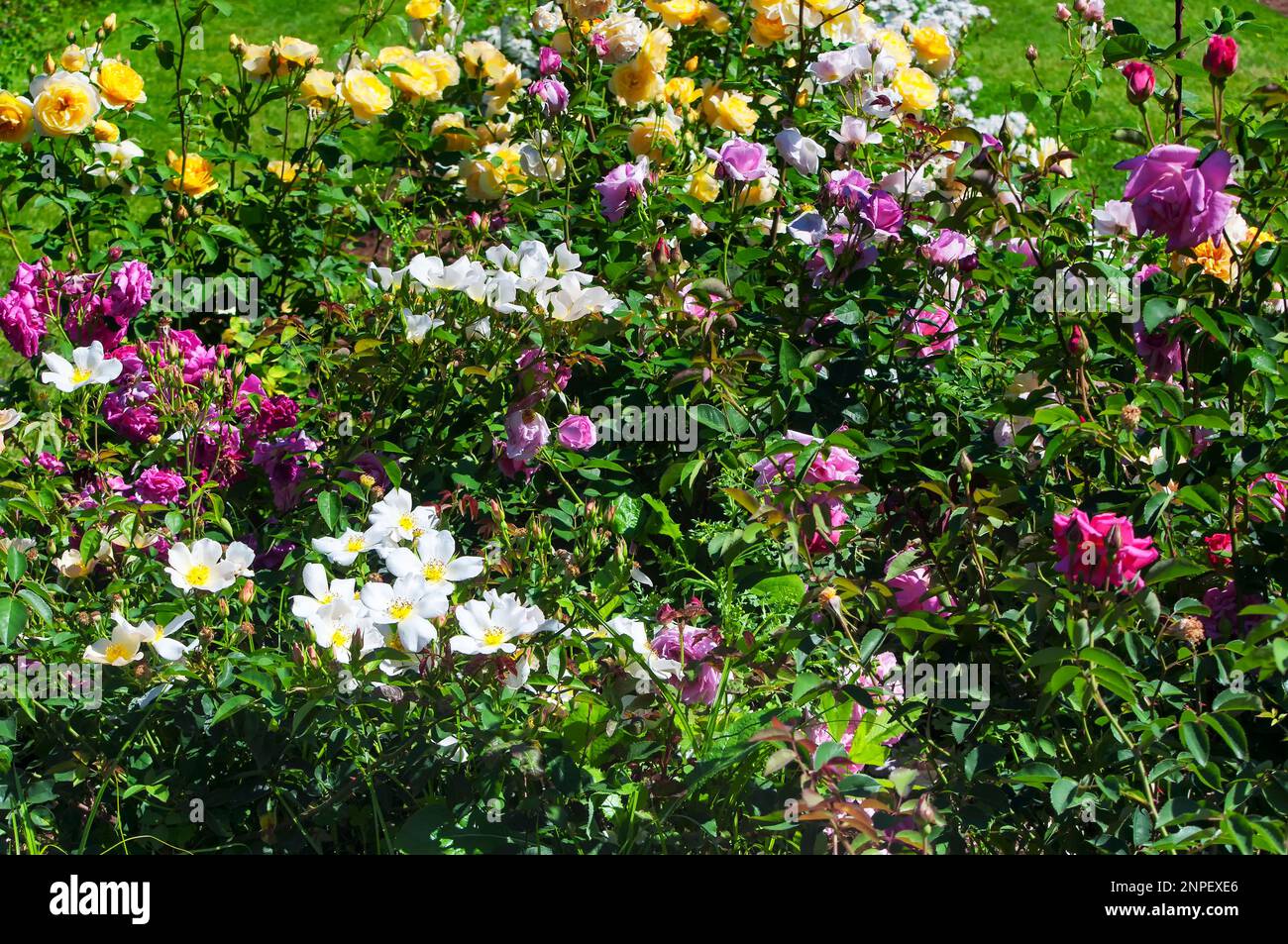 Bushes of white, yellow, pink and red roses blooming at elizabeth park ...