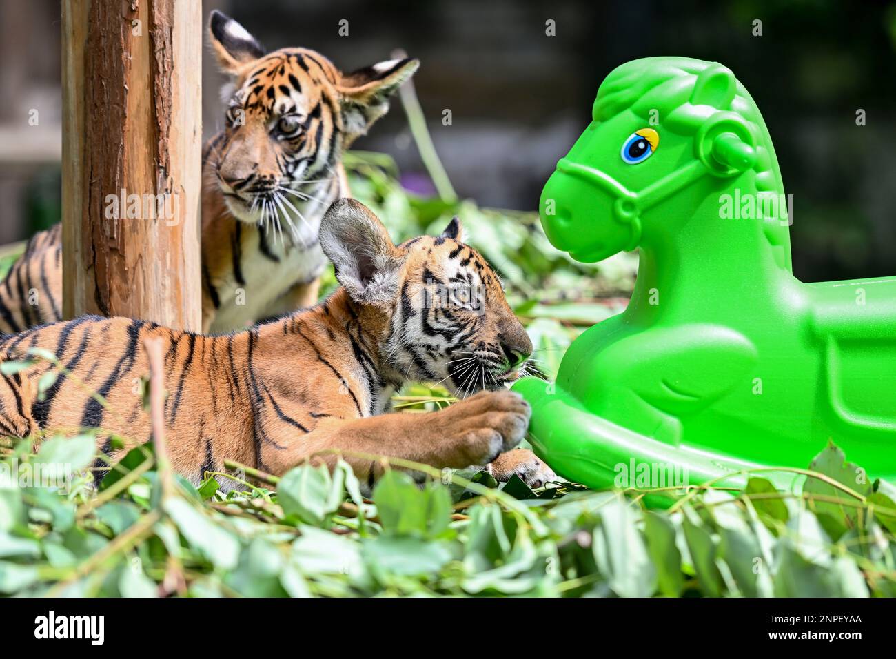 The South China tiger twins babies live happily at Chimelong Wildlife ...