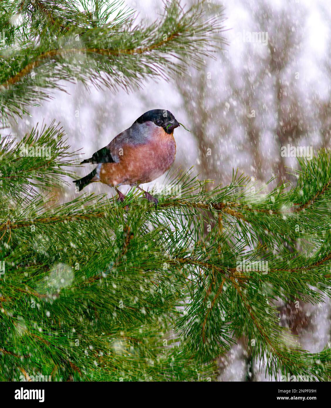 The bullfinch, or the common bullfinch (lat. Pyrrhula pyrrhula) is a ...