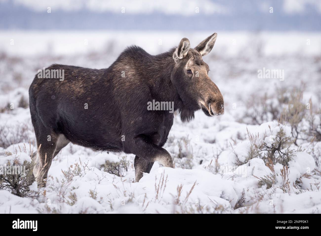 Moose in Grand Teton National Park, Wyoming, USA Stock Photo - Alamy
