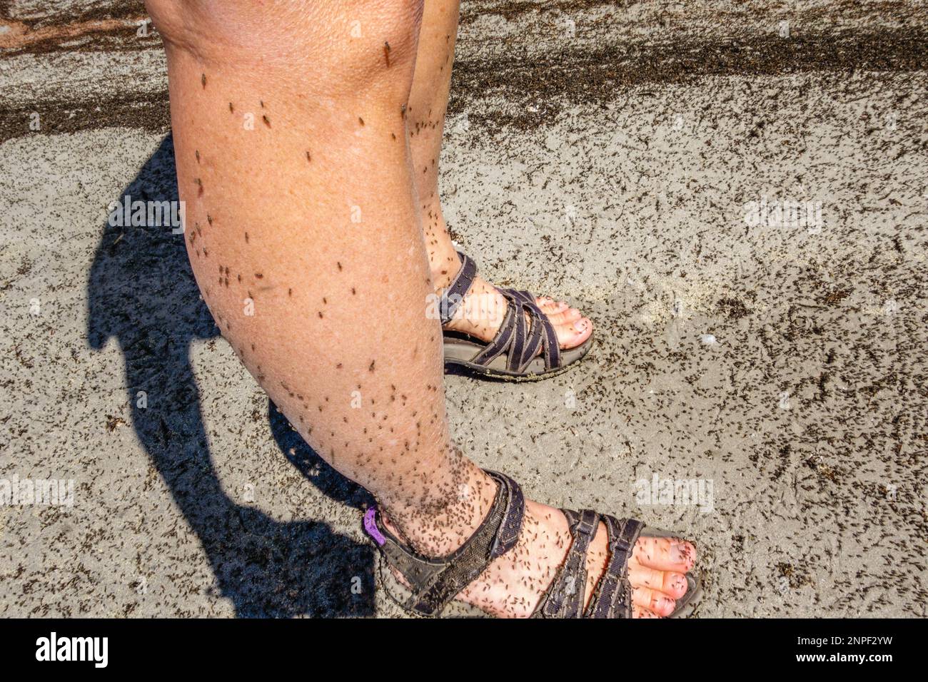 Woman's legs covered with insects - brine flies at the Great Salt Lake ...