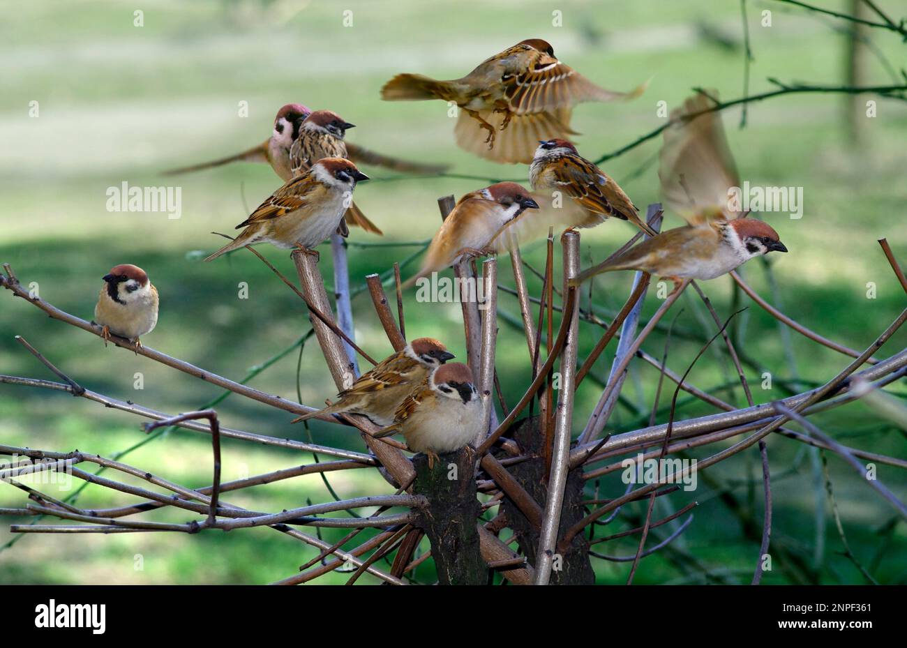 A flock of house sparrows (lat. Passer domesticus) on the branches ...
