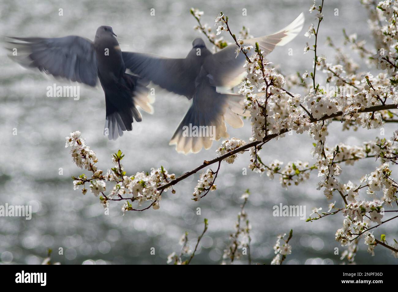Doves, or turtledoves (lat. Streptopelia) fly among flowering branches ...