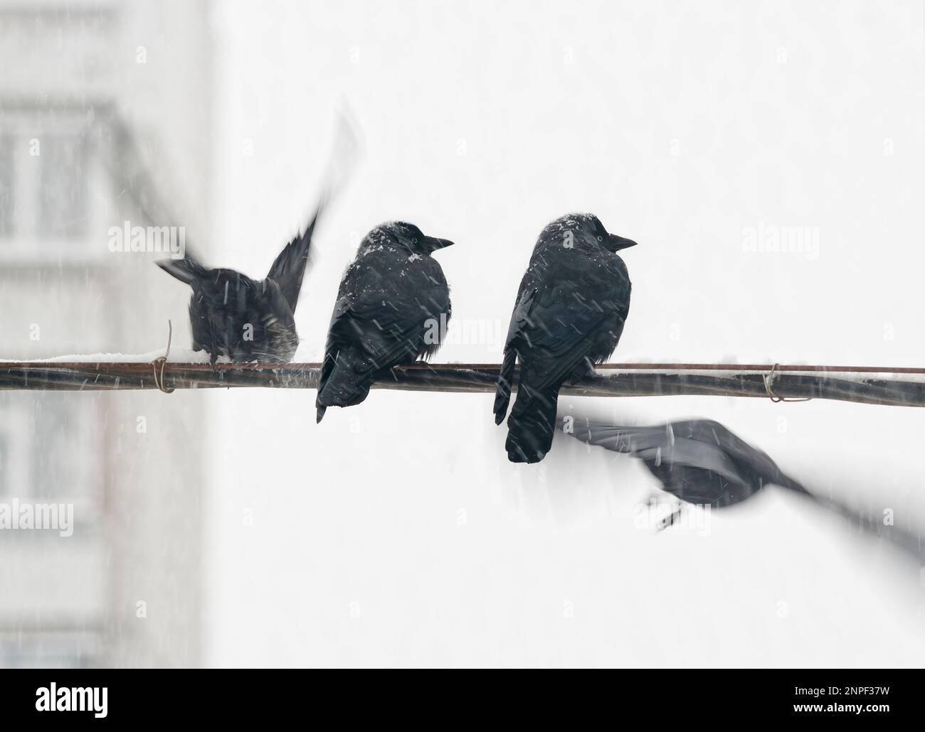 Jackdaws, (lat. Coloeus monedula, syn. Corvus monedula), taking off ...