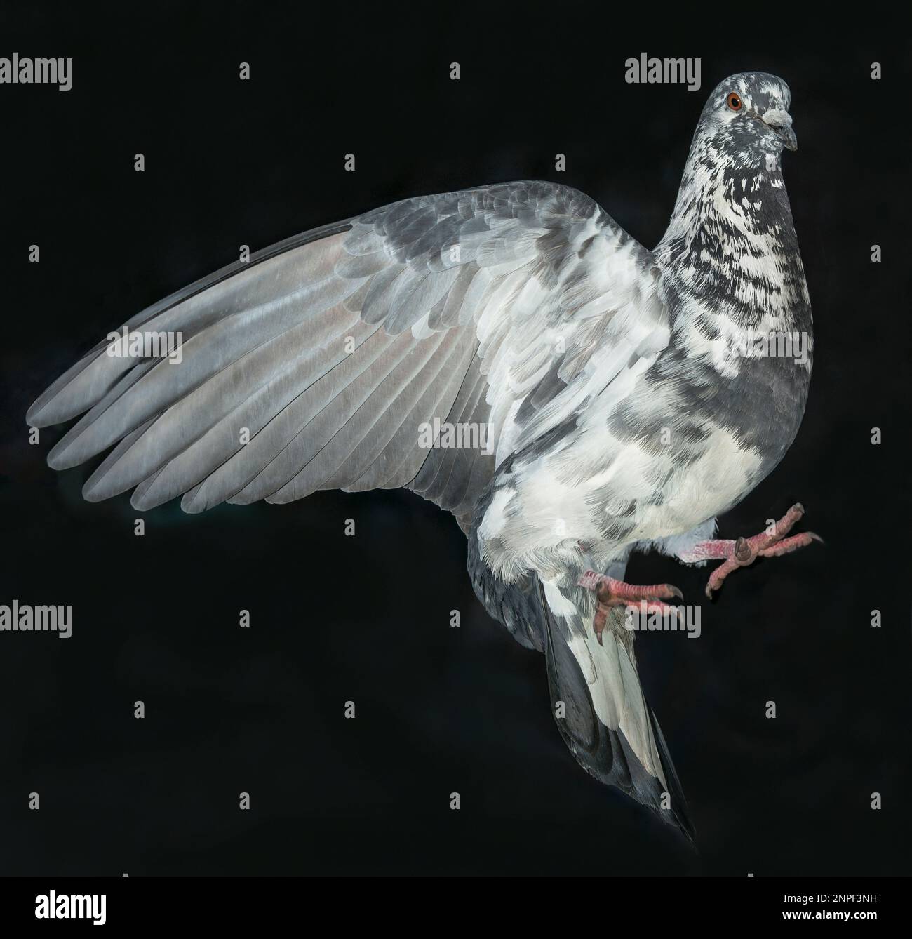 Real pigeon hi-res stock photography and images - Alamy