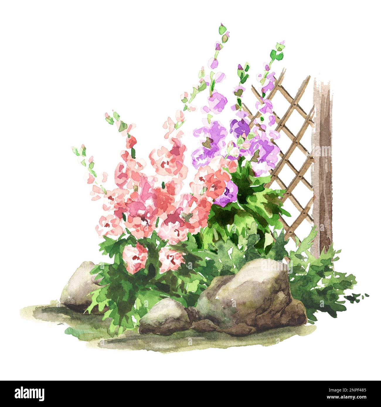 Garden flower bed, mallow. Landscape design element. Hand drawn ...