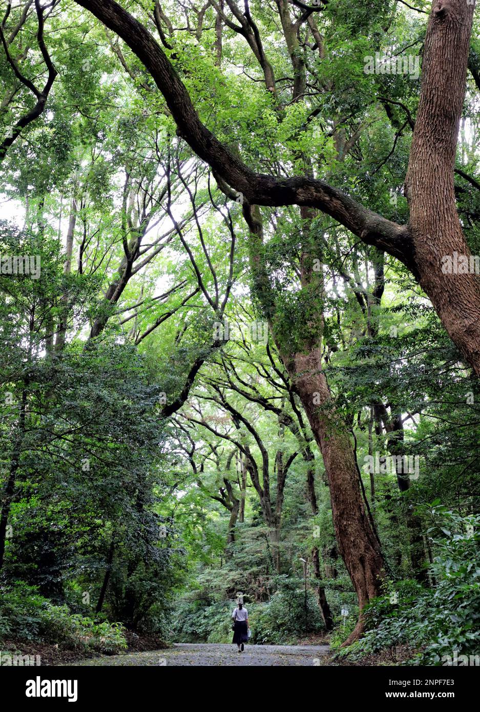 Trees of Camphor Laurel, Castanopsis, Evergreen Oak and others are ...