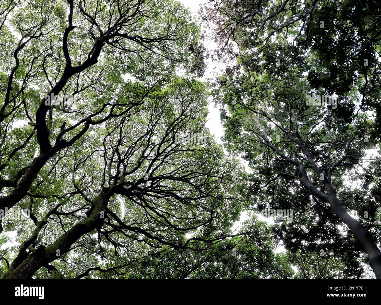 Evergreen broadleafed trees are seen at Meiji Jingu Shrine in Tokyo on ...