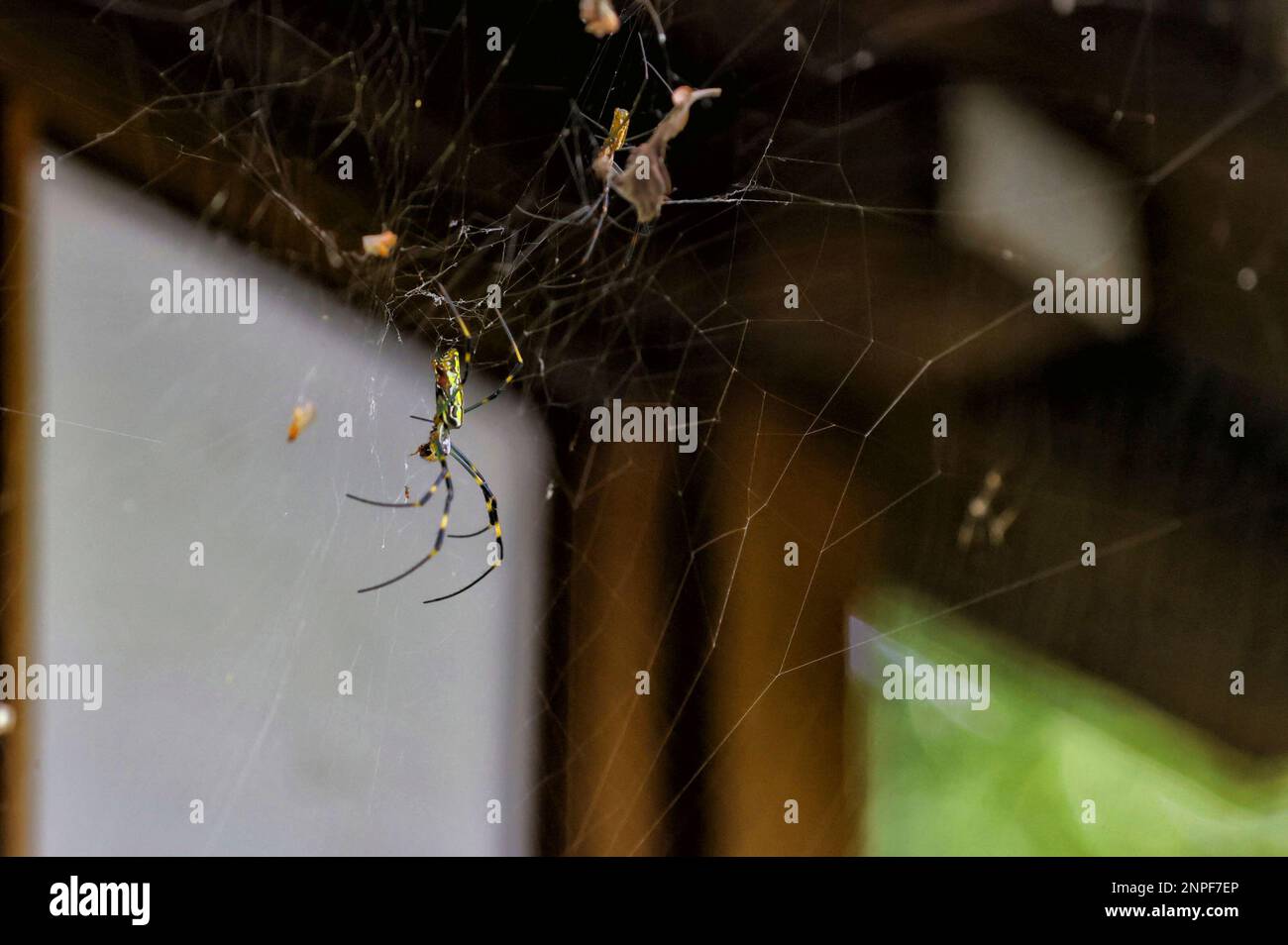 A picture shows Jorō spider, Jorō spider at Meiji Jingu Shrine in Tokyo ...