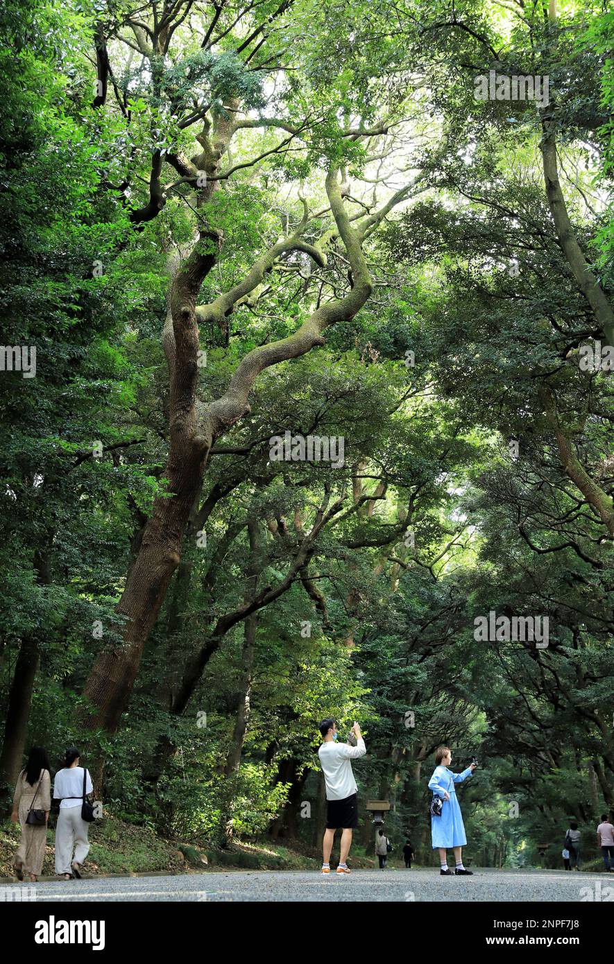 Trees of Camphor Laurel, Castanopsis, Evergreen Oak and others are ...