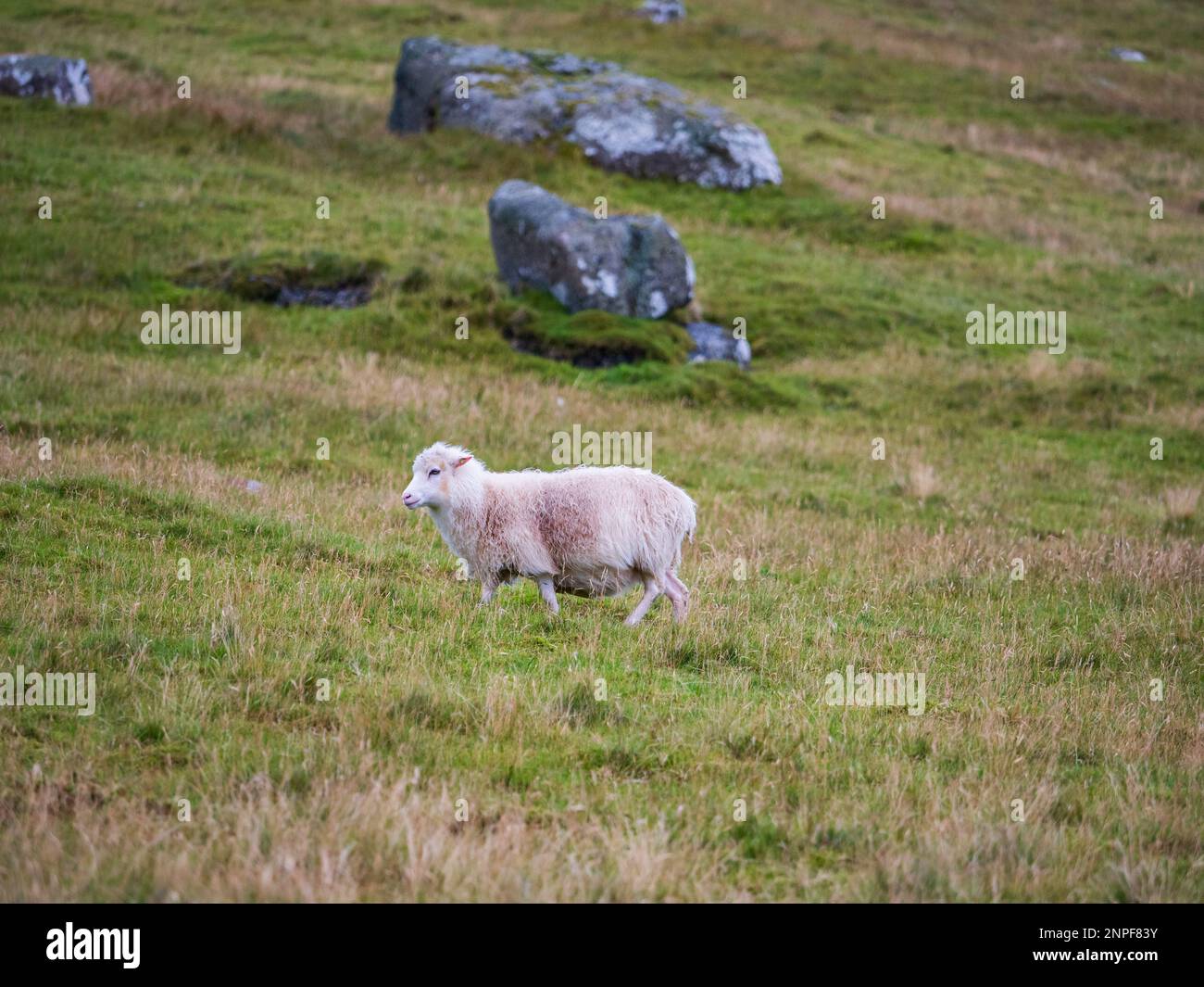 Faroe sheep on on Faroe Islands. It is an autonomous territory within ...