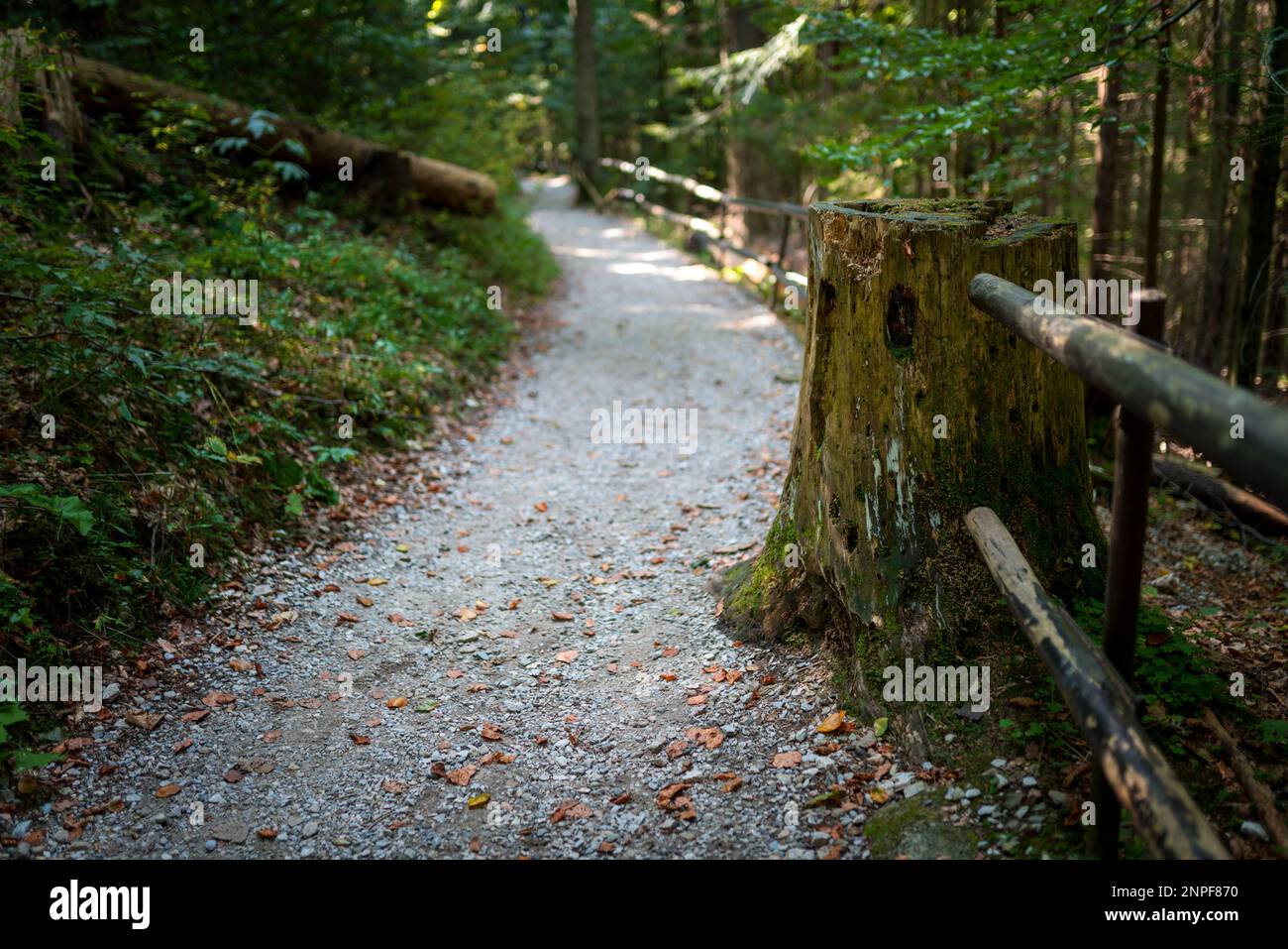 The trail through the beautiful canyon of the Slowacki Raj National ...