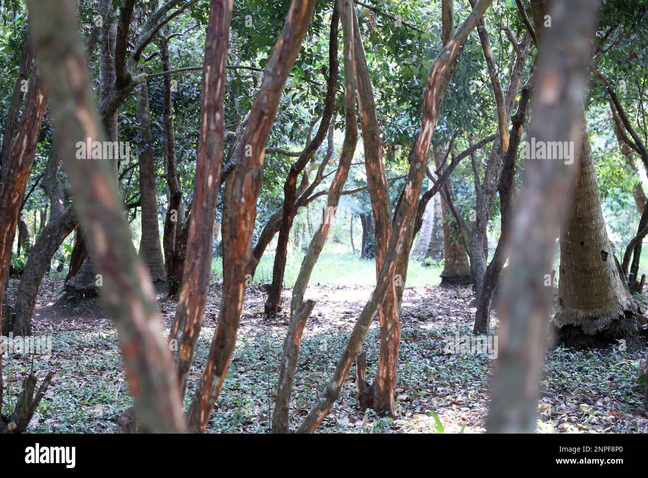 Zanzibar. 24th Feb, 2023. This photo taken on Feb. 24, 2023 shows ...