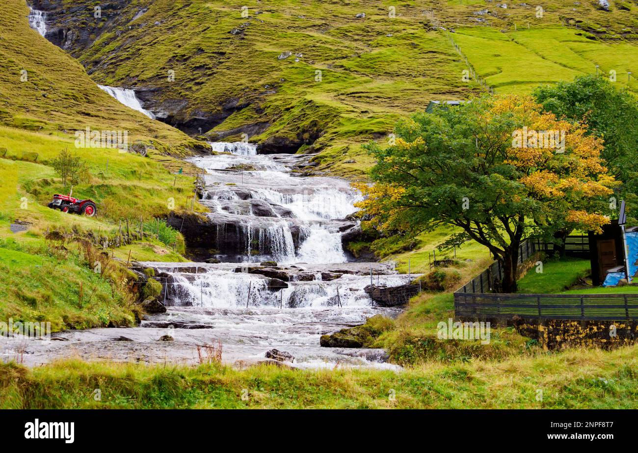 A waterfall after a rainy day and a unique fall tree in the Faroe ...