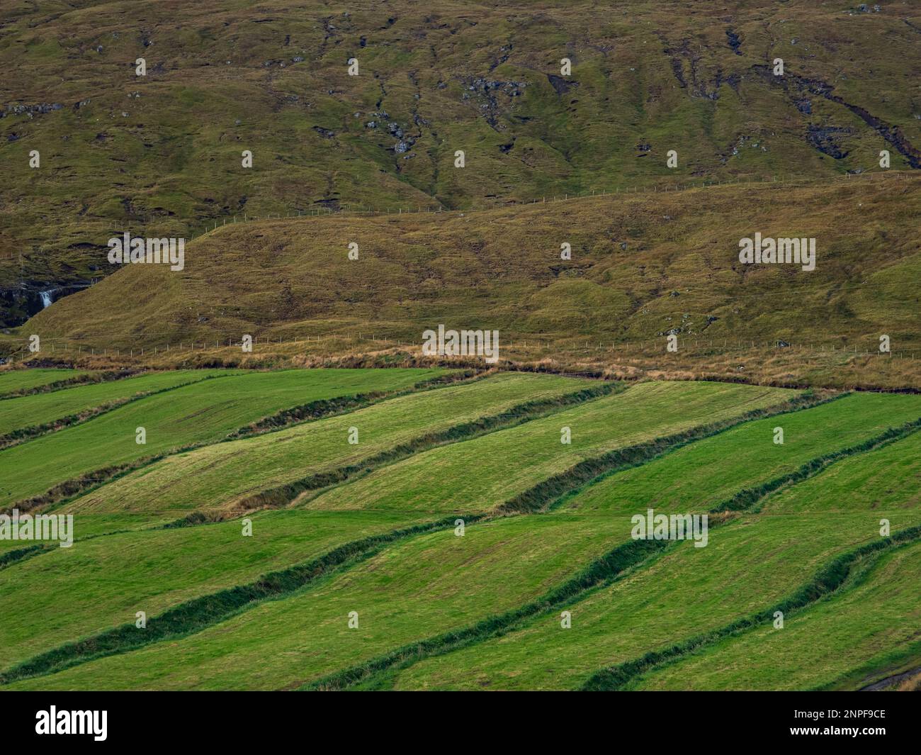 View of mowed meadows, rural scene with farm field in the Faroe Islands ...