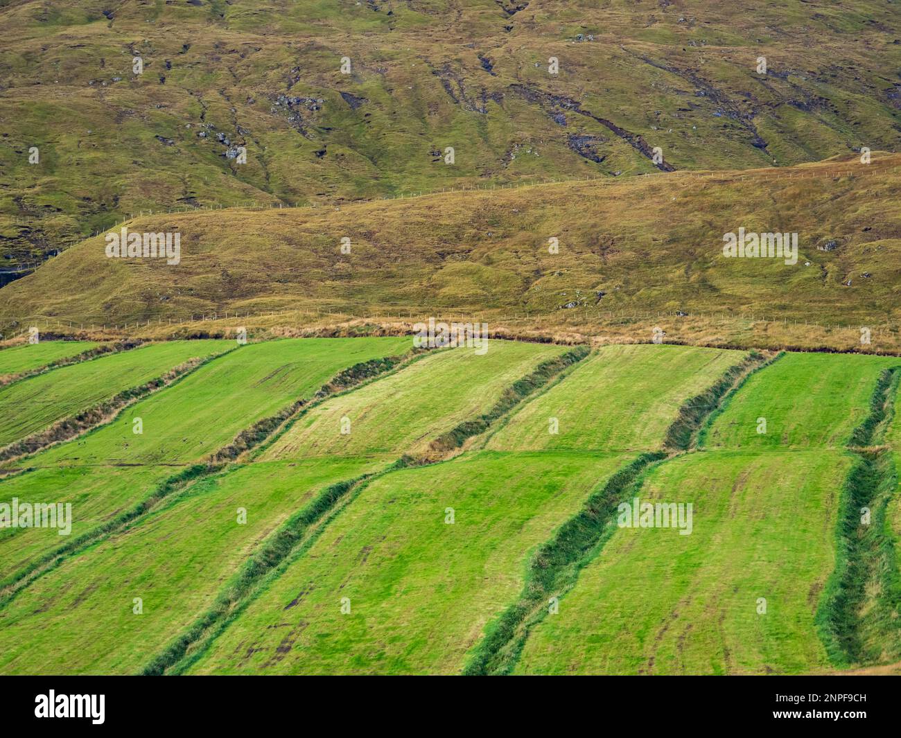 View of mowed meadows, rural scene with farm field in the Faroe Islands ...