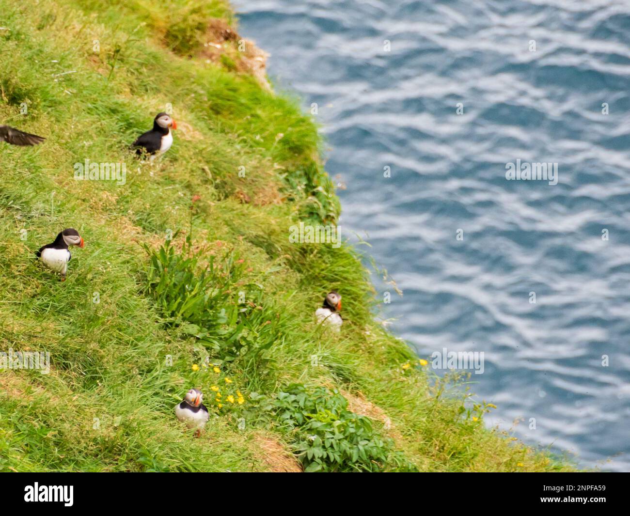 The Atlantic puffin (Fratercula arctica), also known as the common ...