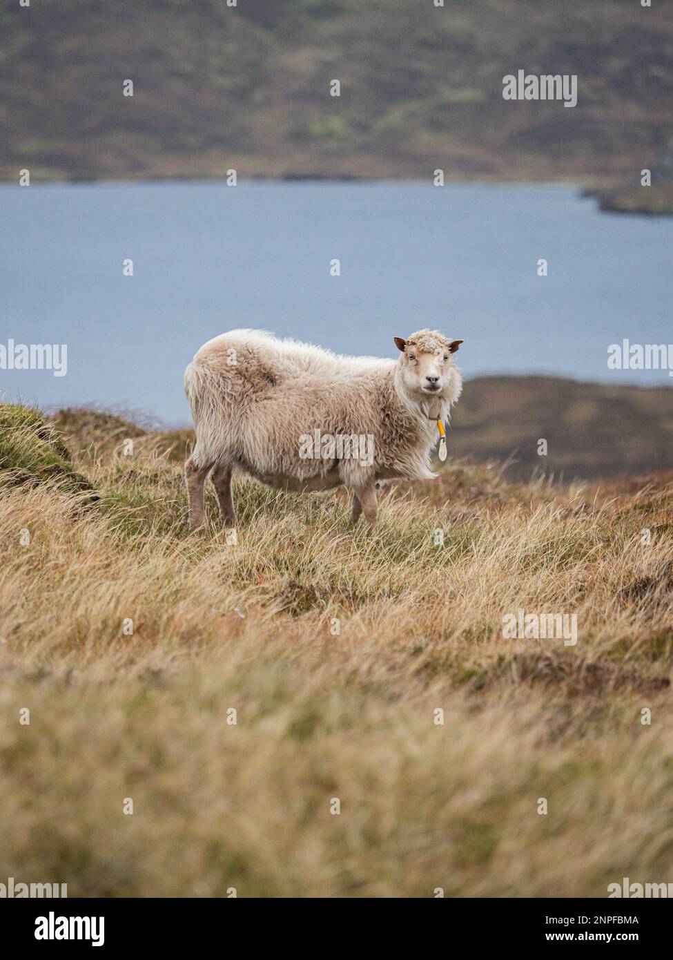 Faroe sheep on on Faroe Islands. It is an autonomous territory within ...