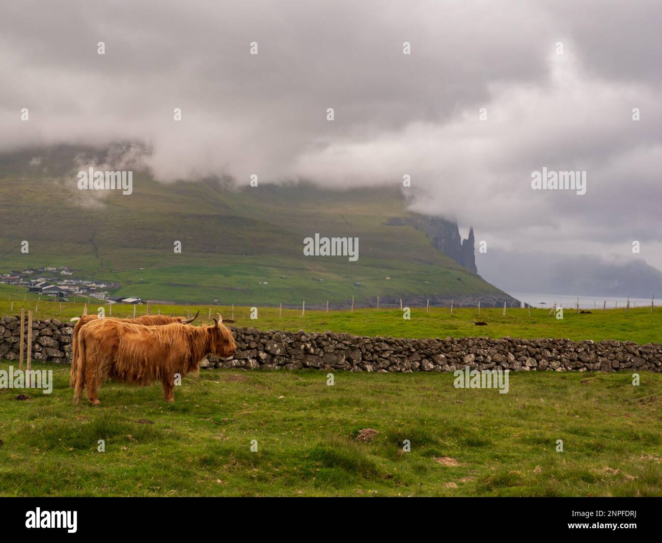 Scottish cows against the backdrop of the Faroe Islands - Highland is a ...