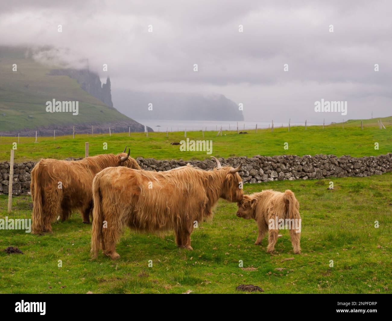 Scottish cows against the backdrop of the Faroe Islands - Highland is a ...