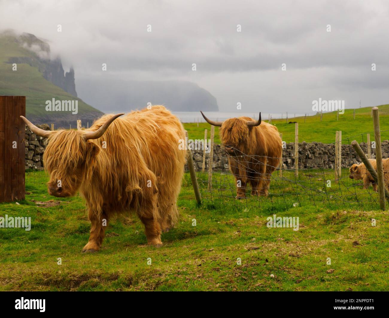 Scottish cows against the backdrop of the Faroe Islands - Highland is a ...