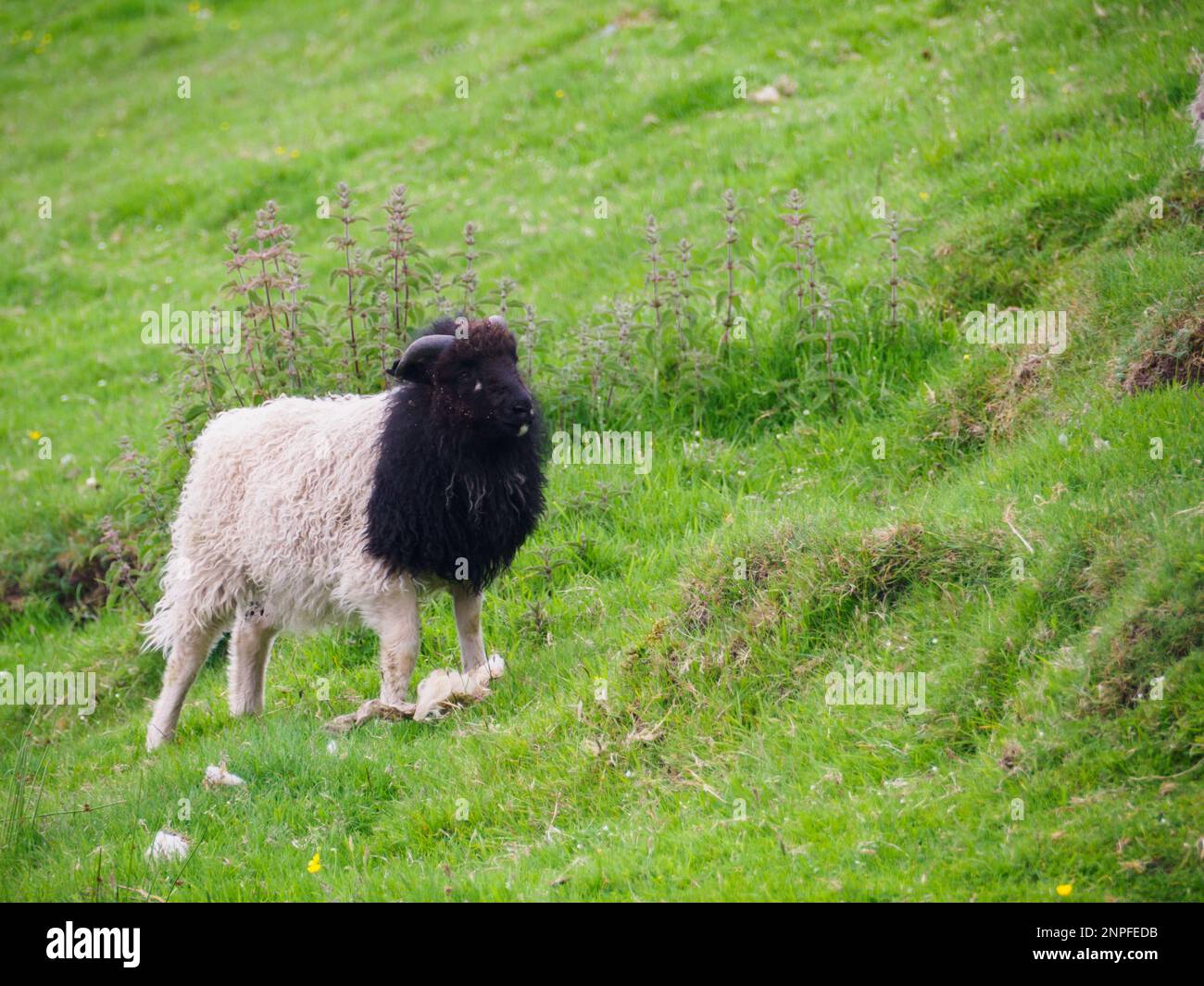 Faroese black and white sheep in summer in the meadow. Streymoy Island ...