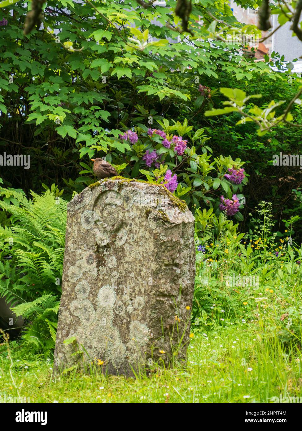 Tórshavn, Faroe Islands - July 2021: Old, historic cemetery amidst ...