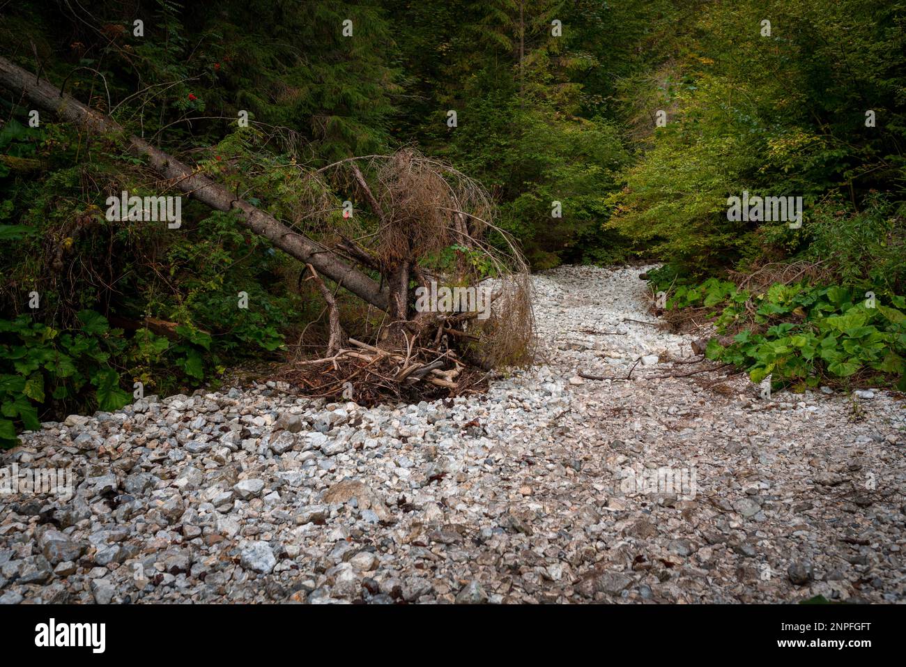 The trail through the beautiful canyon of the Slowacki Raj National ...