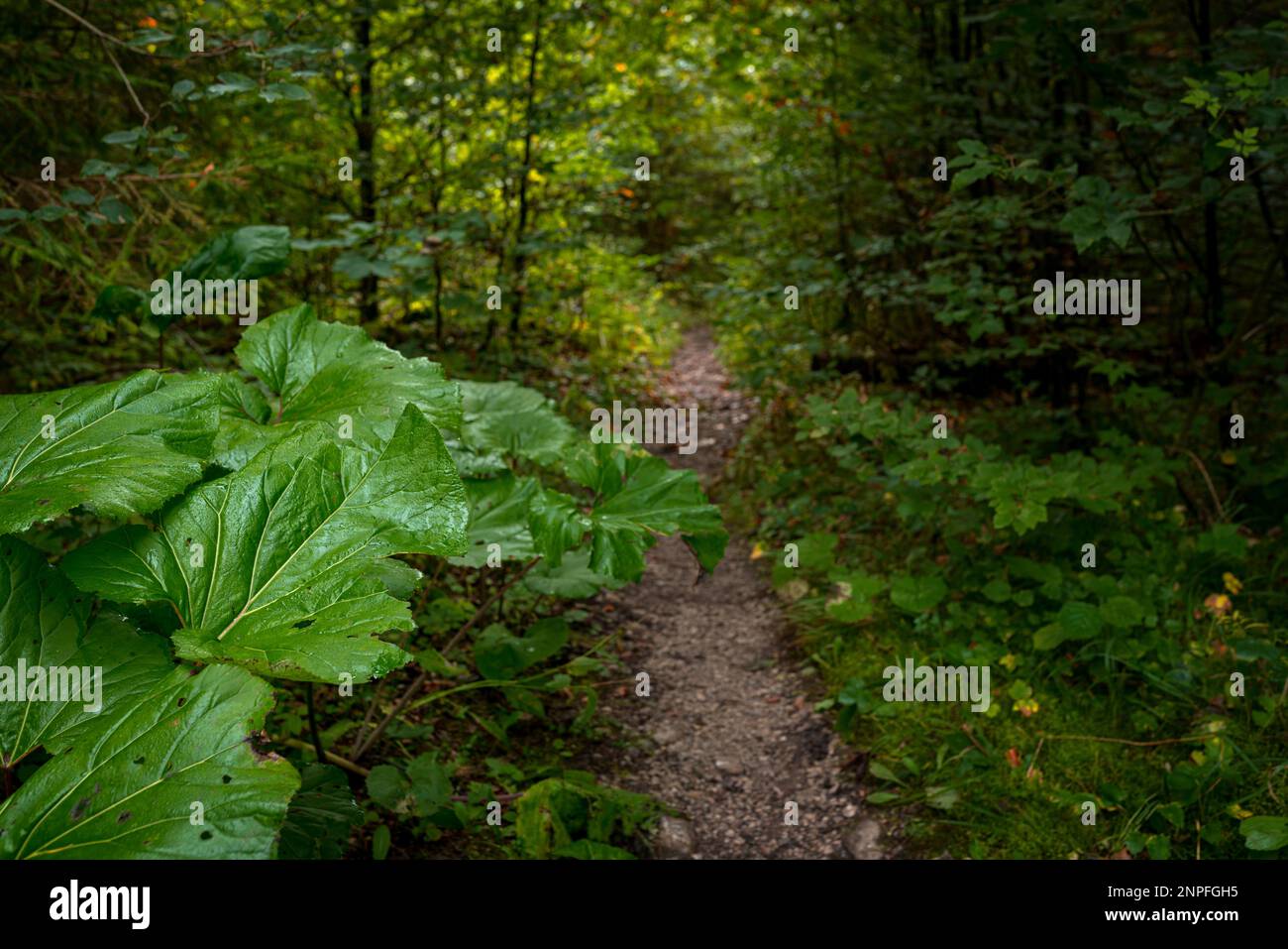 The trail through the beautiful canyon of the Slowacki Raj National ...