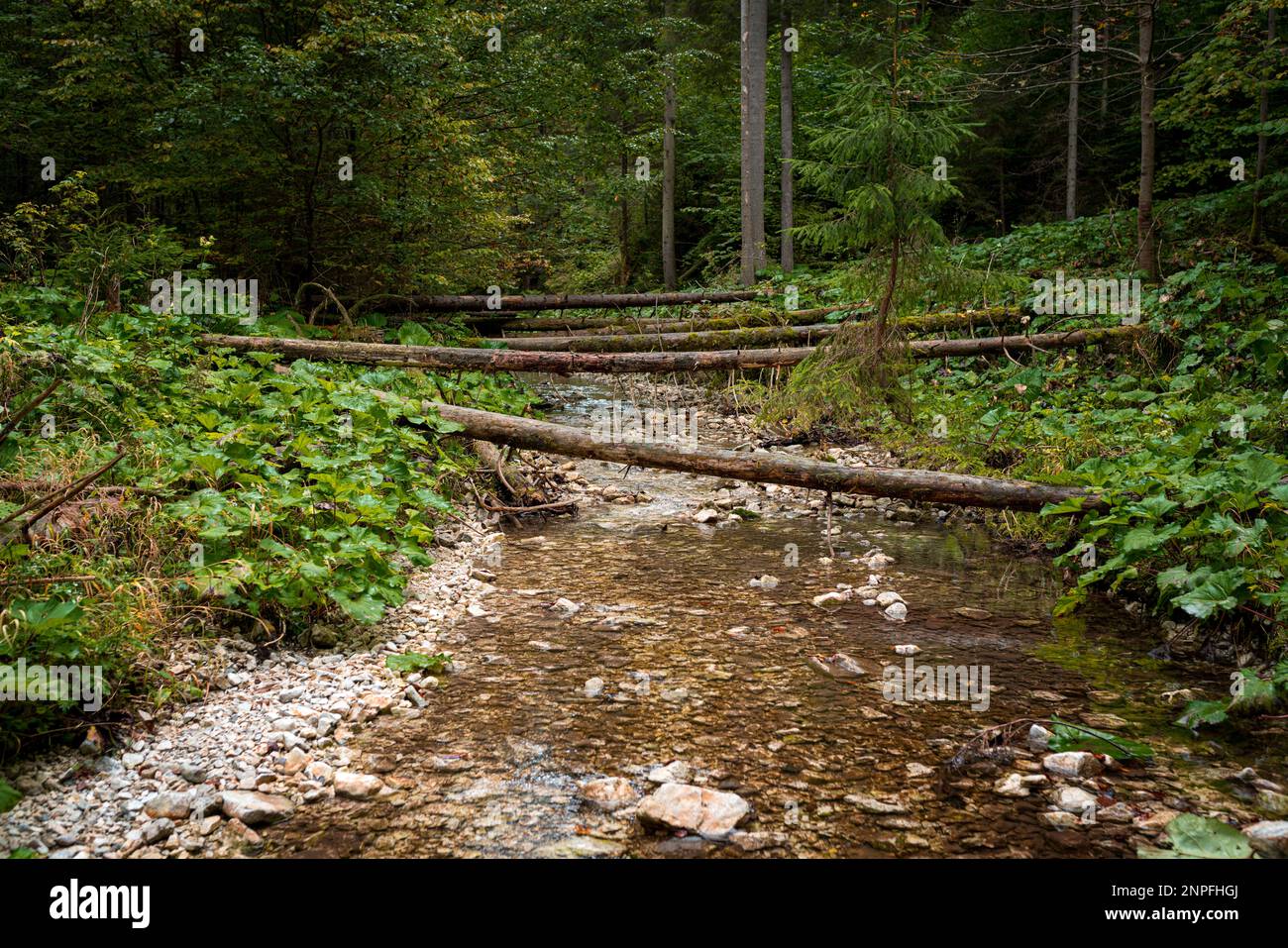 The trail through the beautiful canyon of the Slowacki Raj National ...