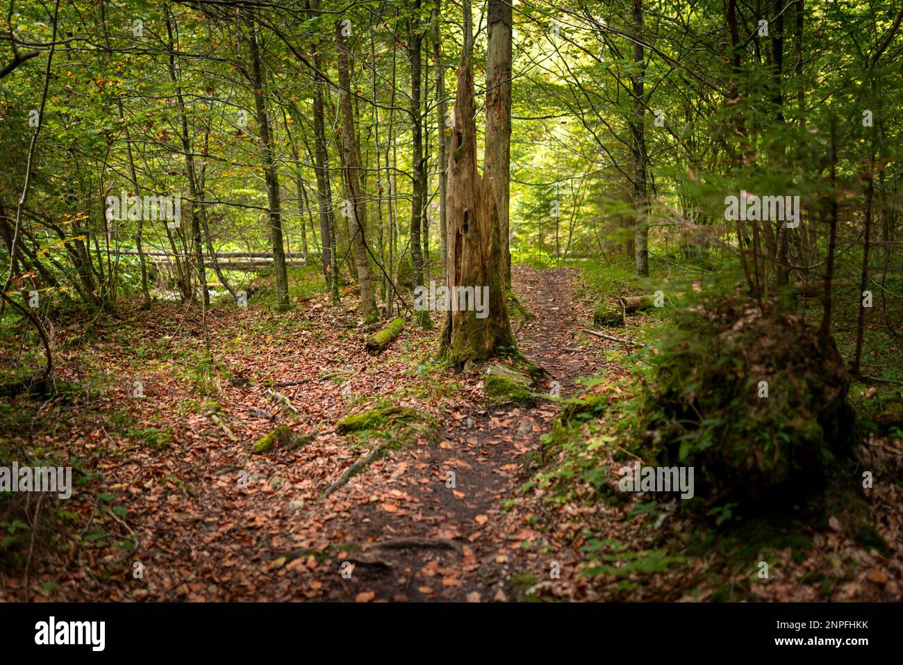 The trail through the beautiful canyon of the Slowacki Raj National ...