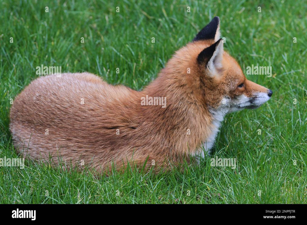 Edinburgh Scotland, UK 26 February 2023. Photographed through glass ...