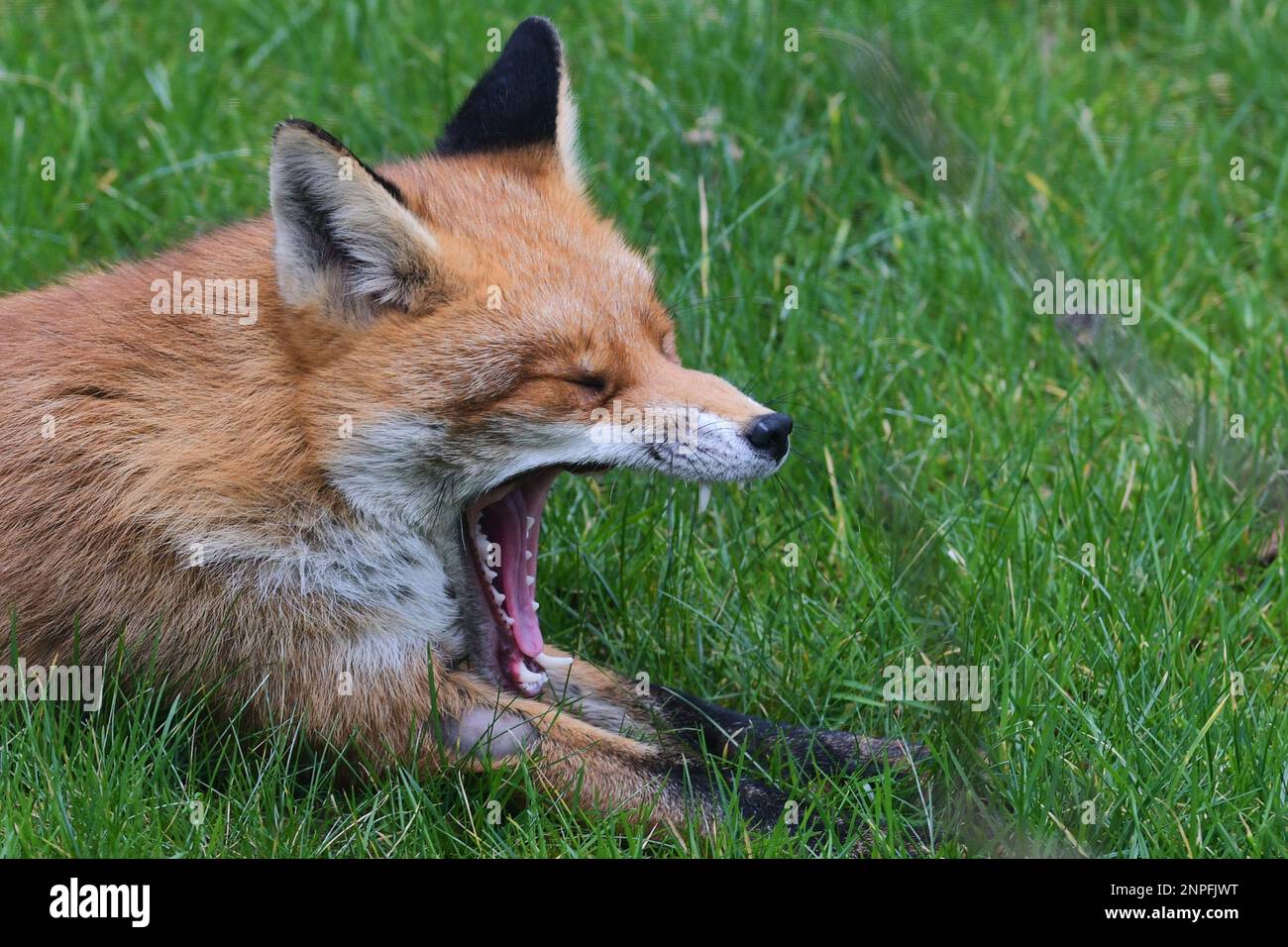 Edinburgh Scotland, UK 26 February 2023. Photographed through glass ...