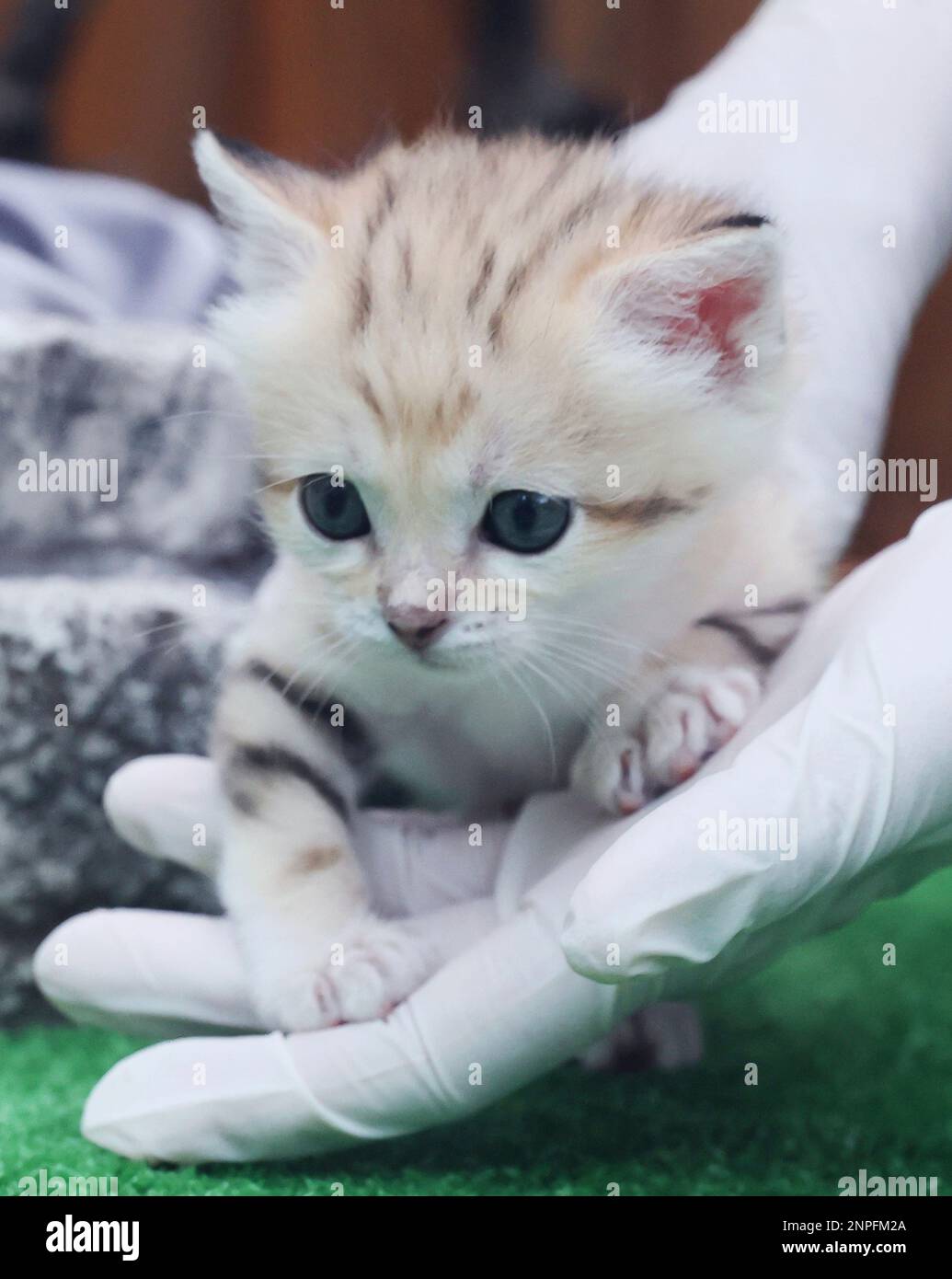Baby Sand Cat