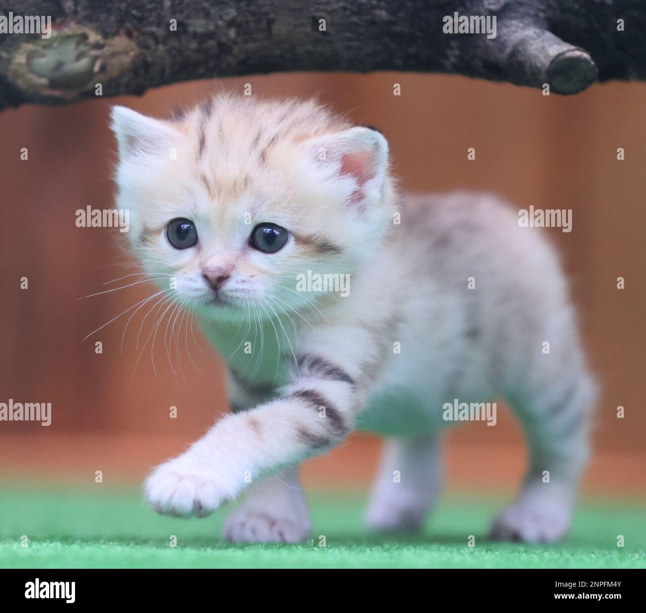 A photo shows a baby of sand cat (sand dune cat / felis margarita) at ...