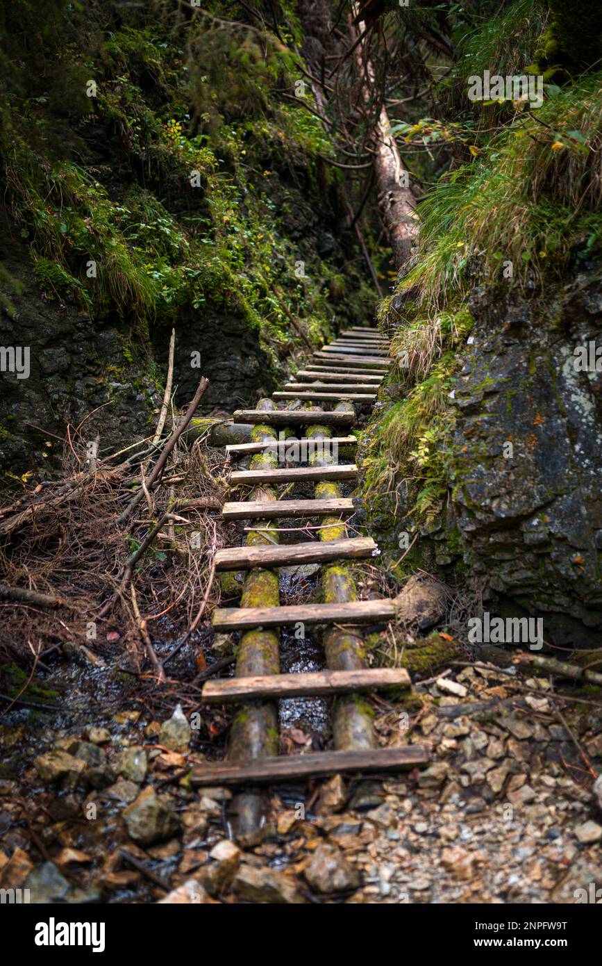 Wooden ladders over the stream in the gorges of the Slovak Paradise ...